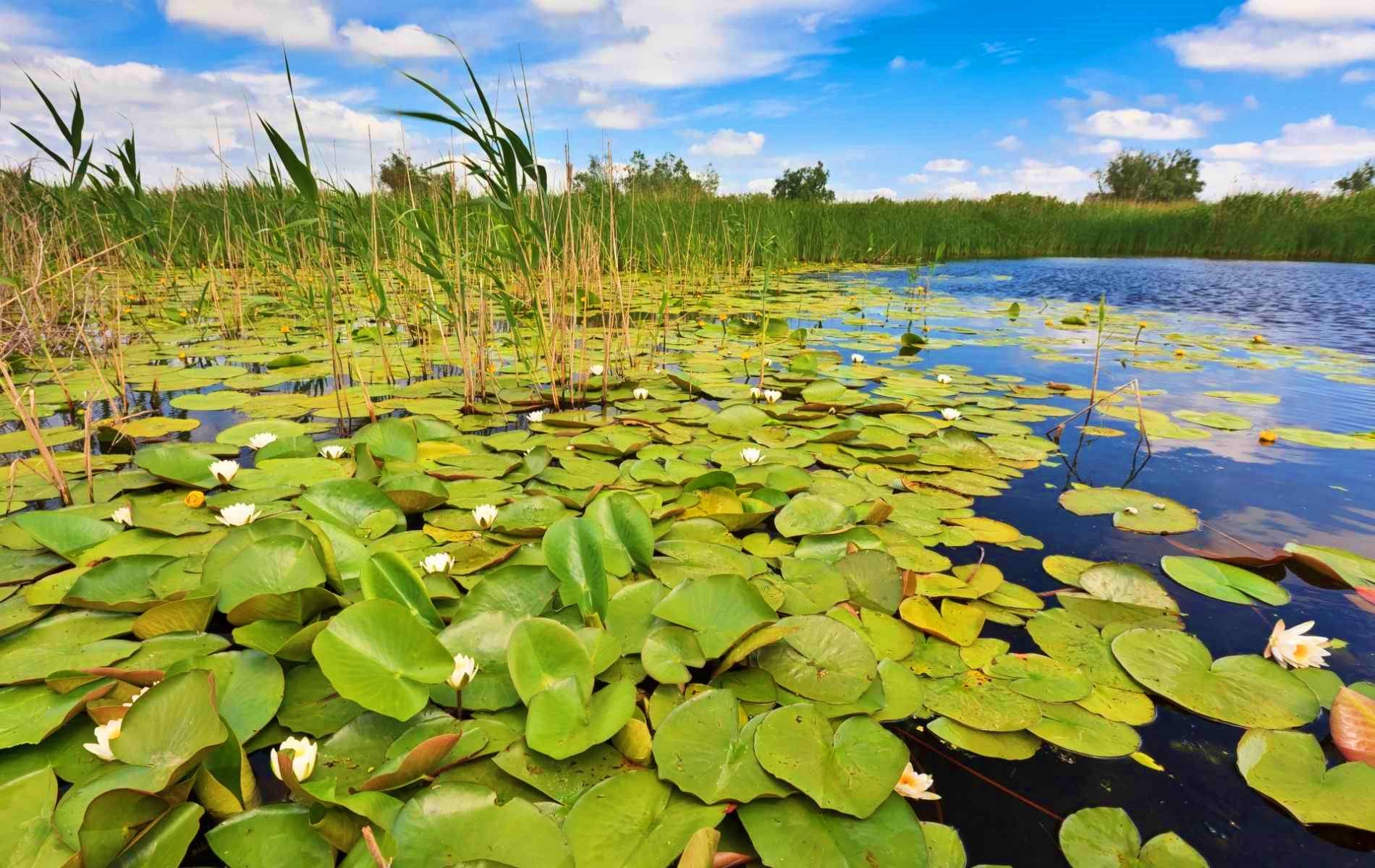 Delta Dunarii - a cincea minune naturala a lumii, potrivit Instagram ...